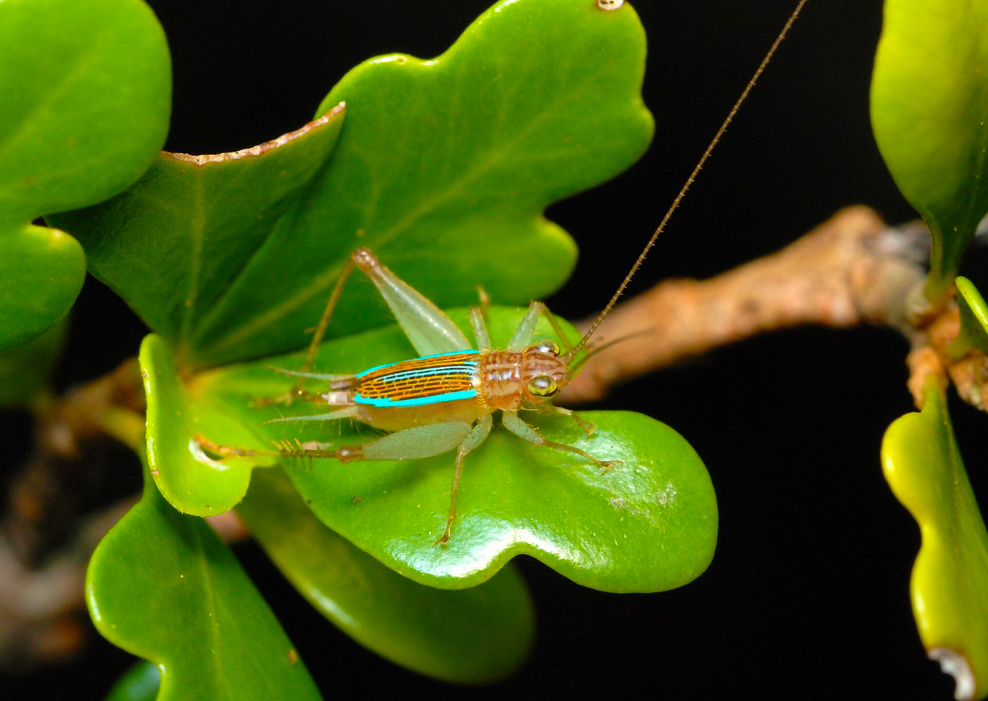 Sur les traces des insectes chanteurs | Savoirs - Le quotidien de l ...