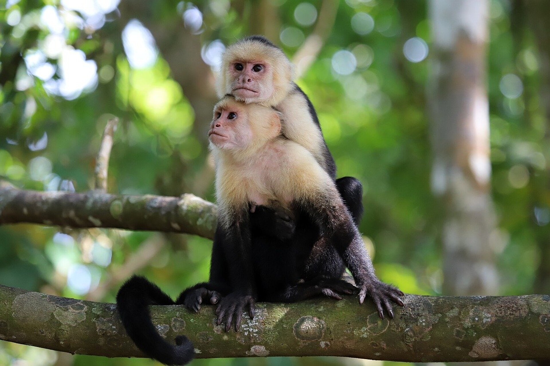 Les primates ancestraux vivaient en paires | Savoirs - Le quotidien de ...